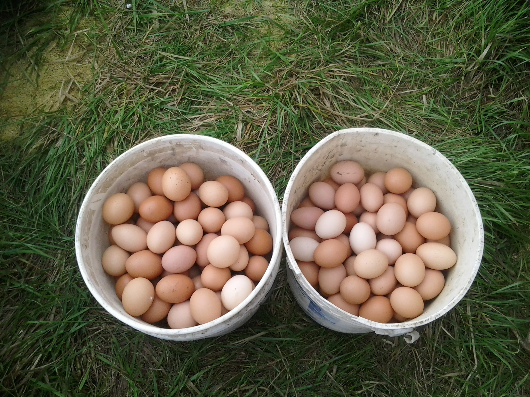 Eggs Linnenbringer Farms eggs-linnenbringer-farms